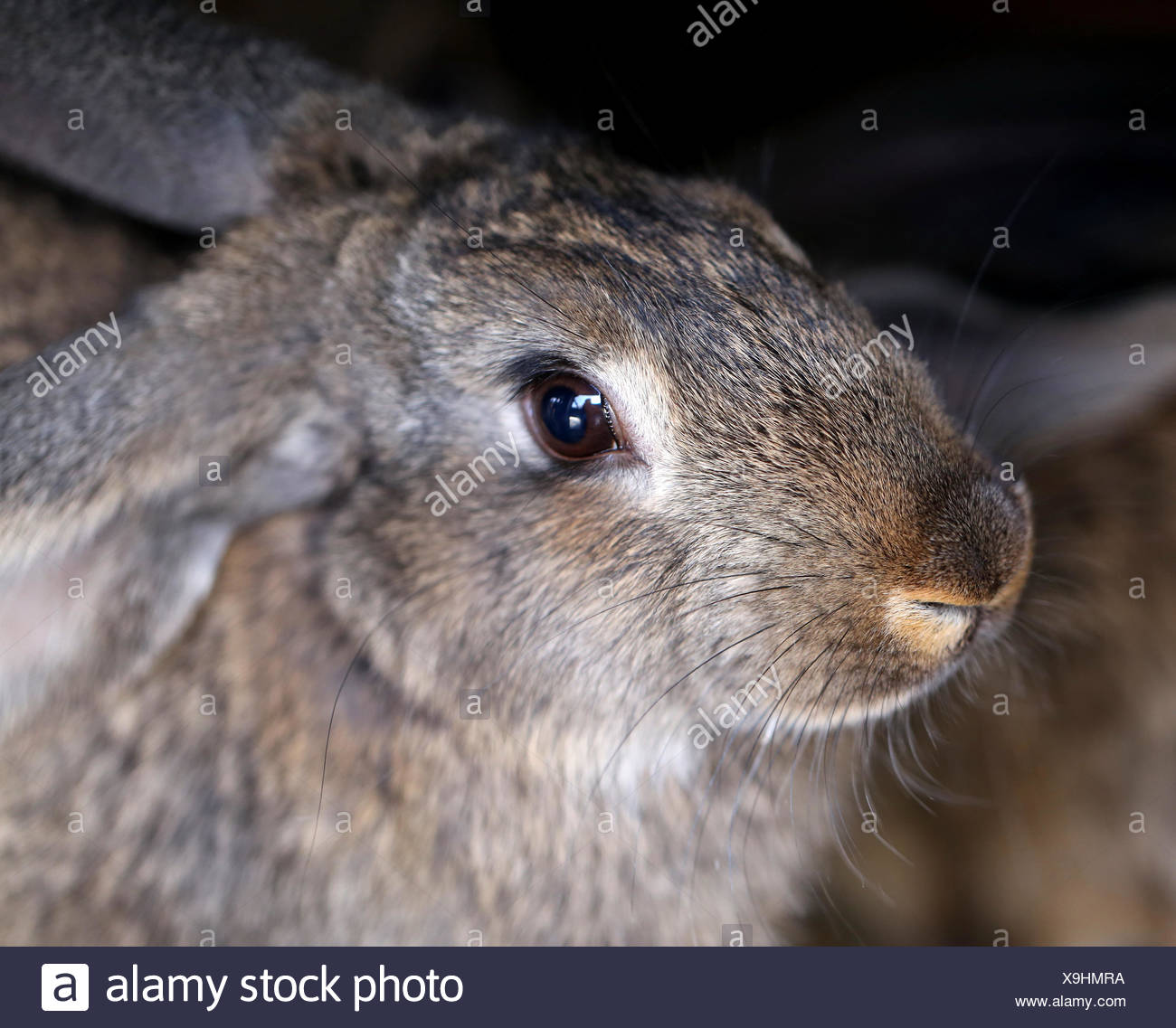 Snowshoe Rabbit High Resolution Stock Photography and Images - Alamy