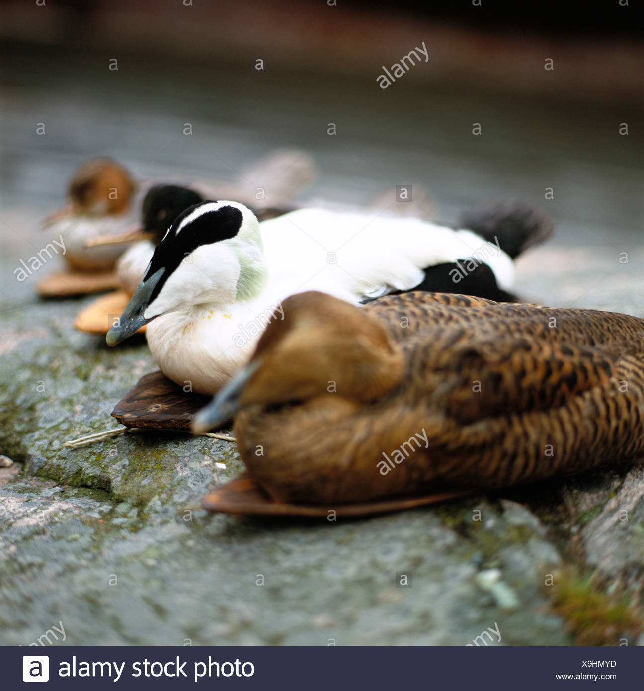 Stuffed Birds And Animals High Resolution Stock Photography and Images ...