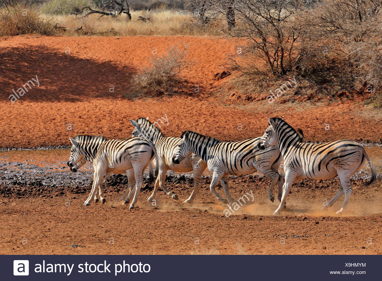 Zebra Run High Resolution Stock Photography and Images - Alamy