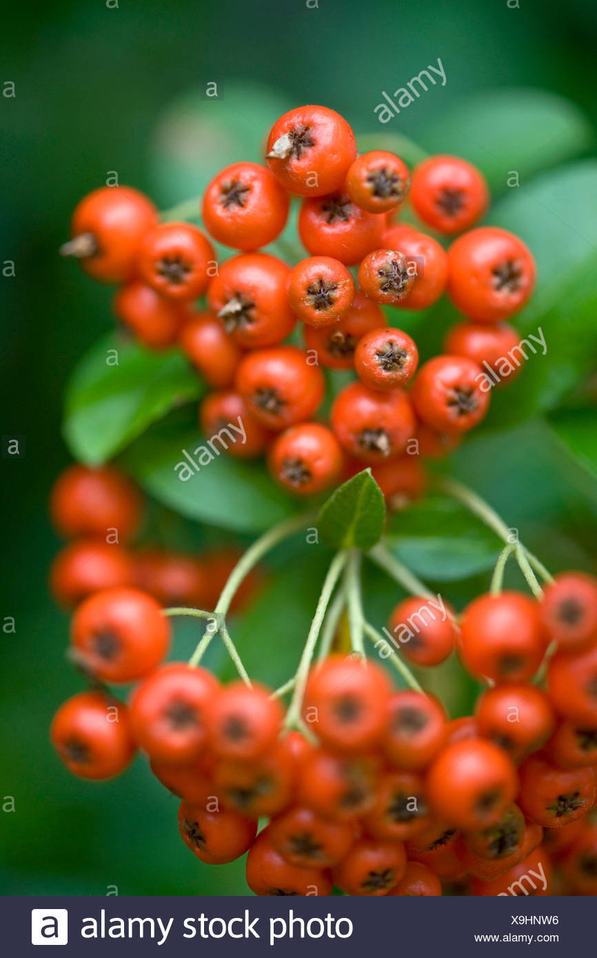 Firethorn (pyracantha) Branch High Resolution Stock Photography and ...