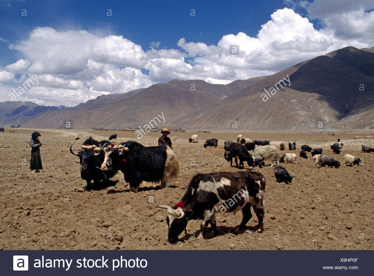 Chinese Farmer Cow High Resolution Stock Photography and Images - Alamy