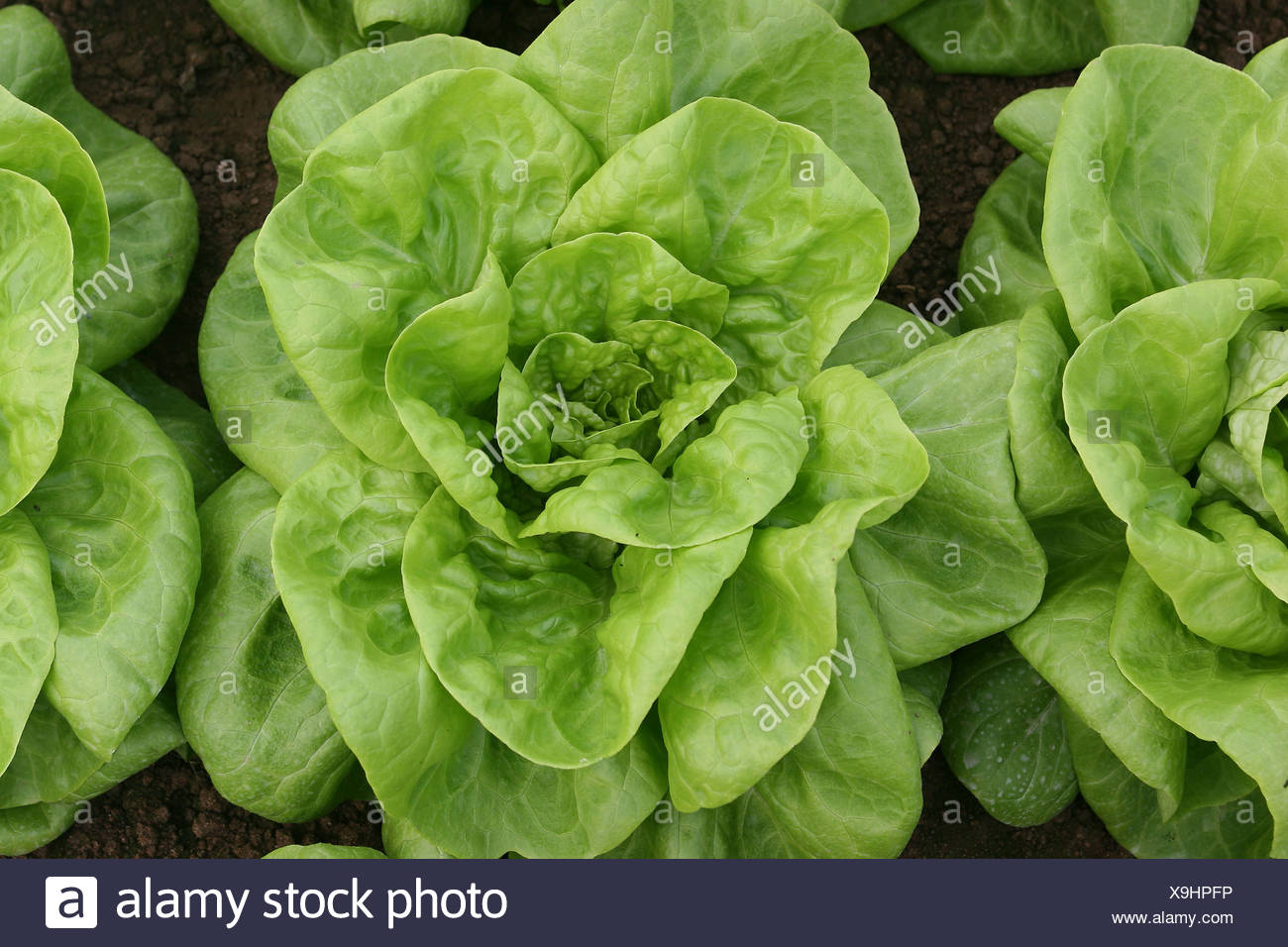 Butterhead Stock Photos & Butterhead Stock Images - Alamy