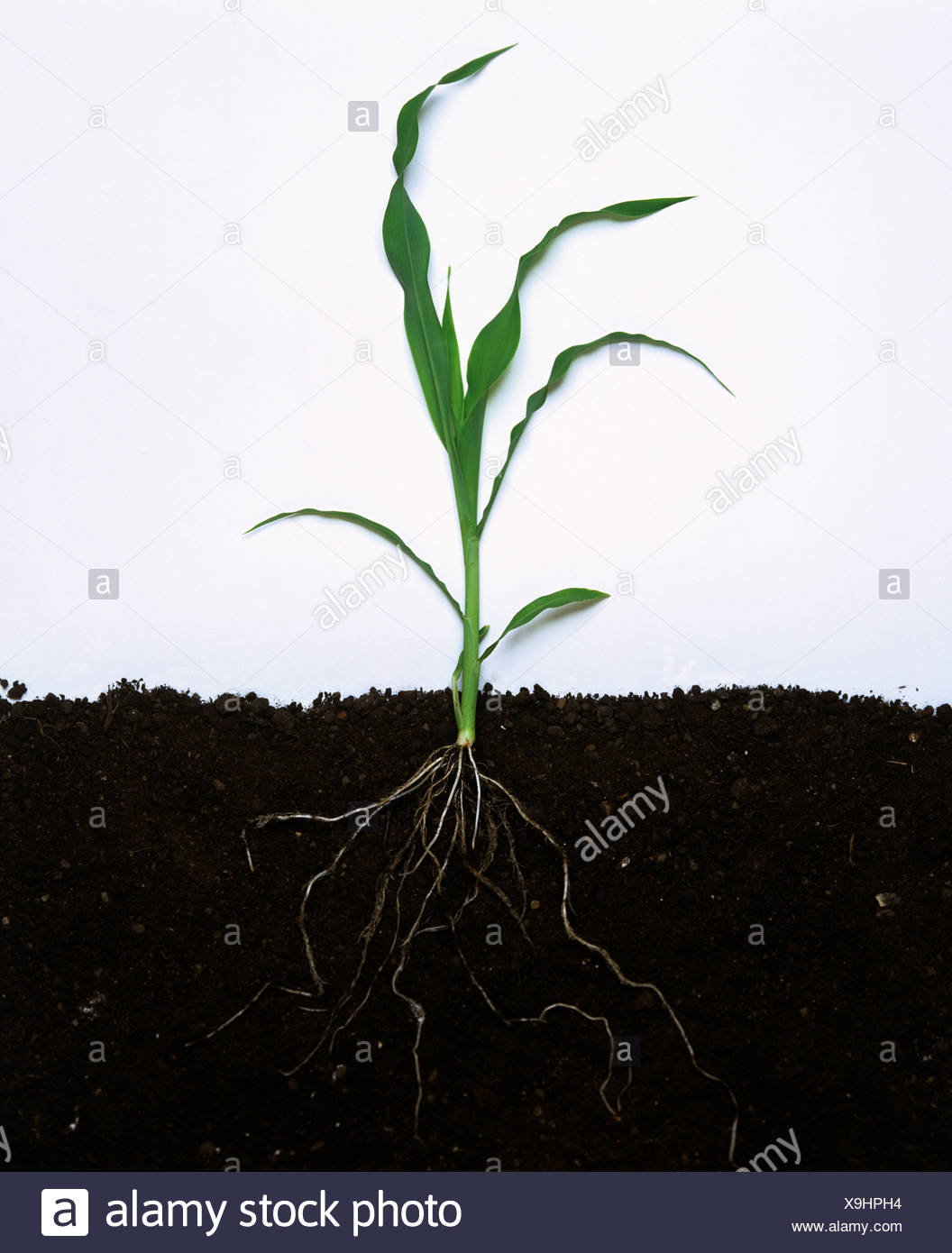 Growing Corn Roots at Gregory Klink blog