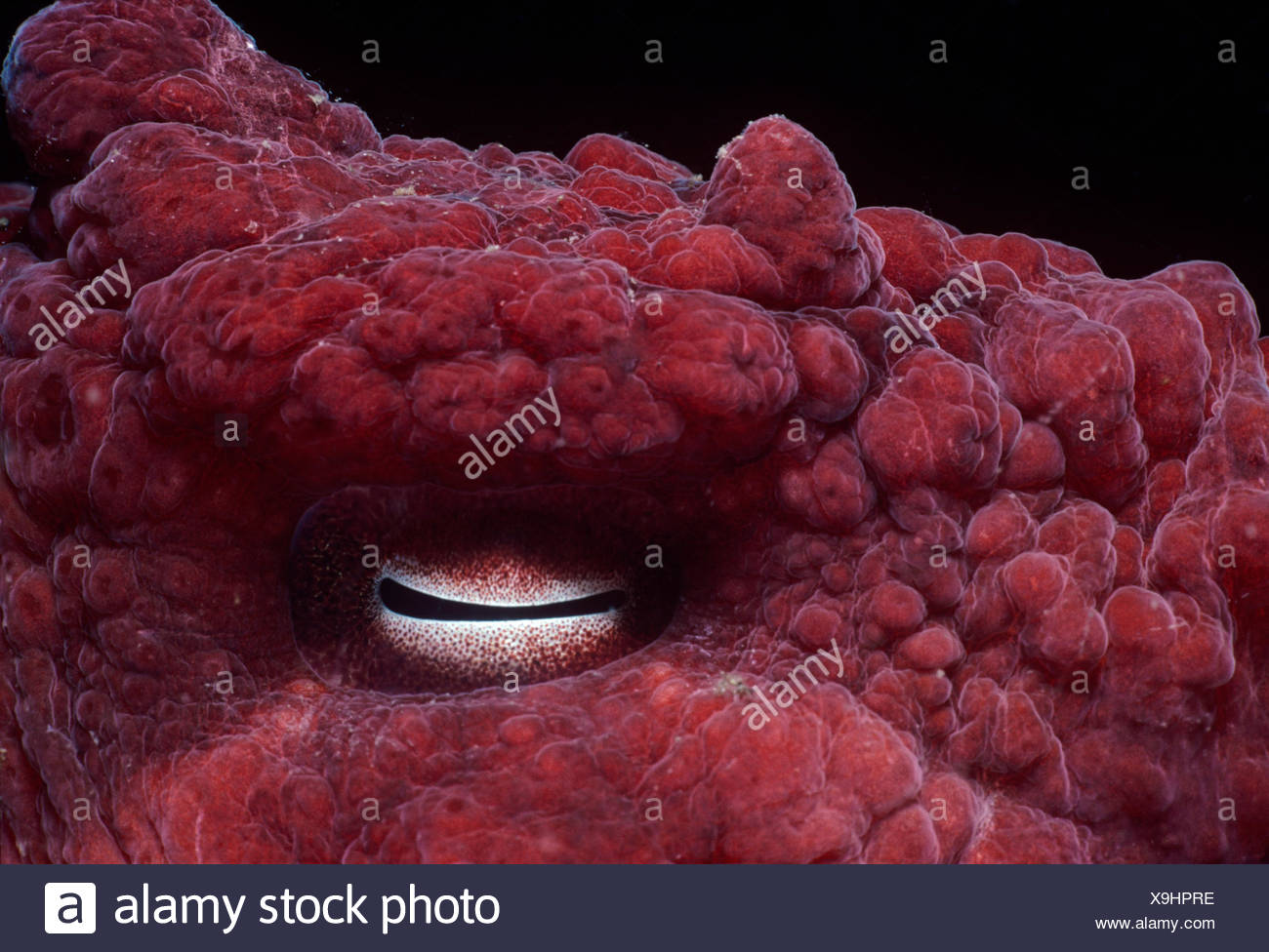 Giant Pacific Octopus Eye Stock Photos & Giant Pacific Octopus Eye ...