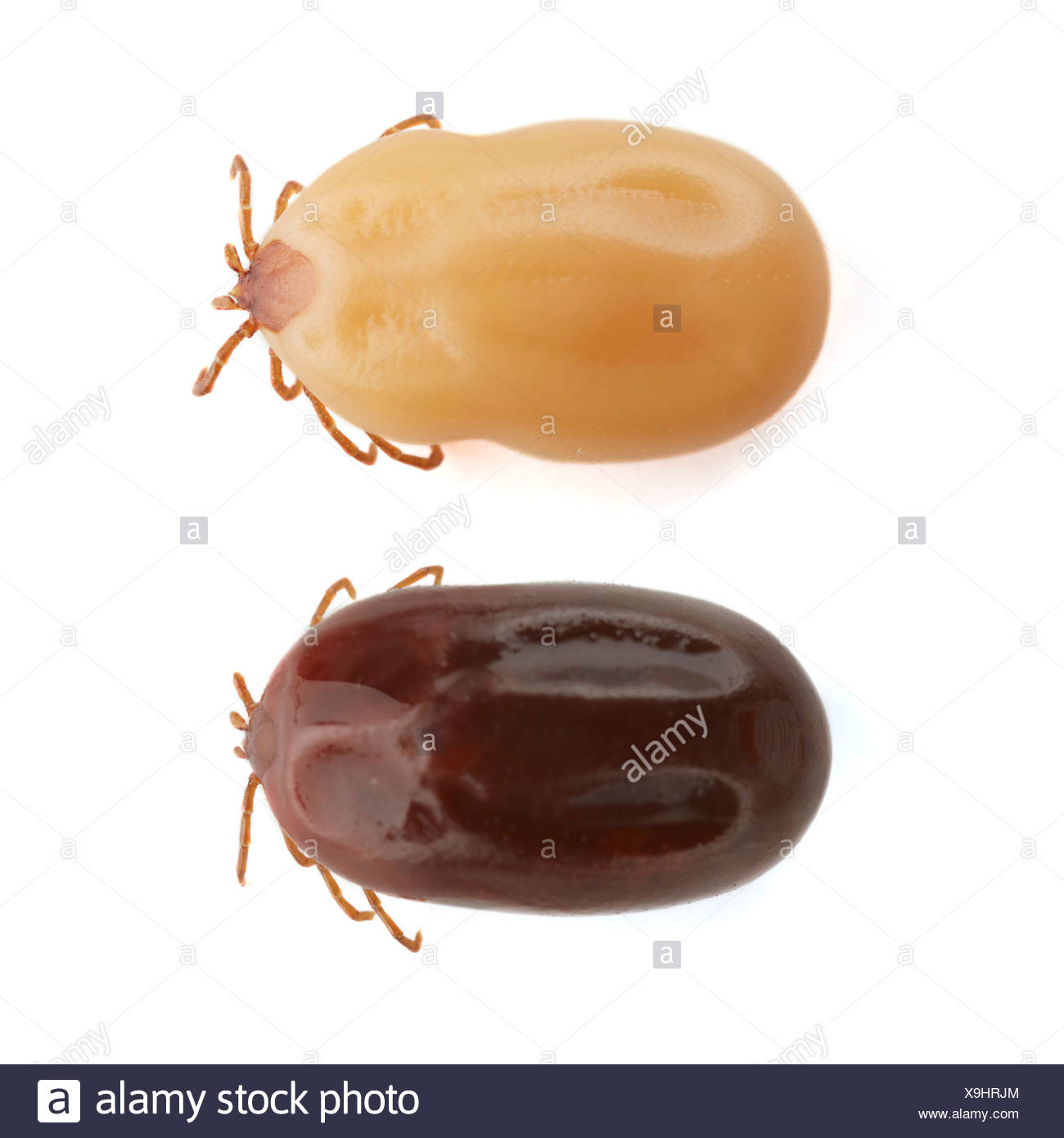 Ticks Animal Stock Photos & Ticks Animal Stock Images - Alamy