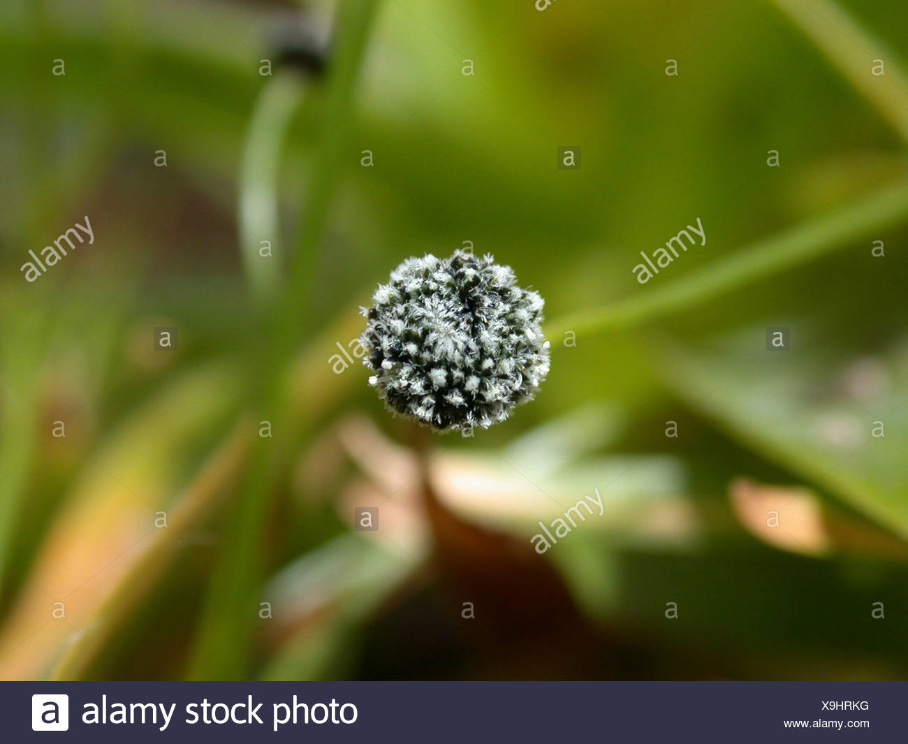 Paepalanthus High Resolution Stock Photography and Images - Alamy