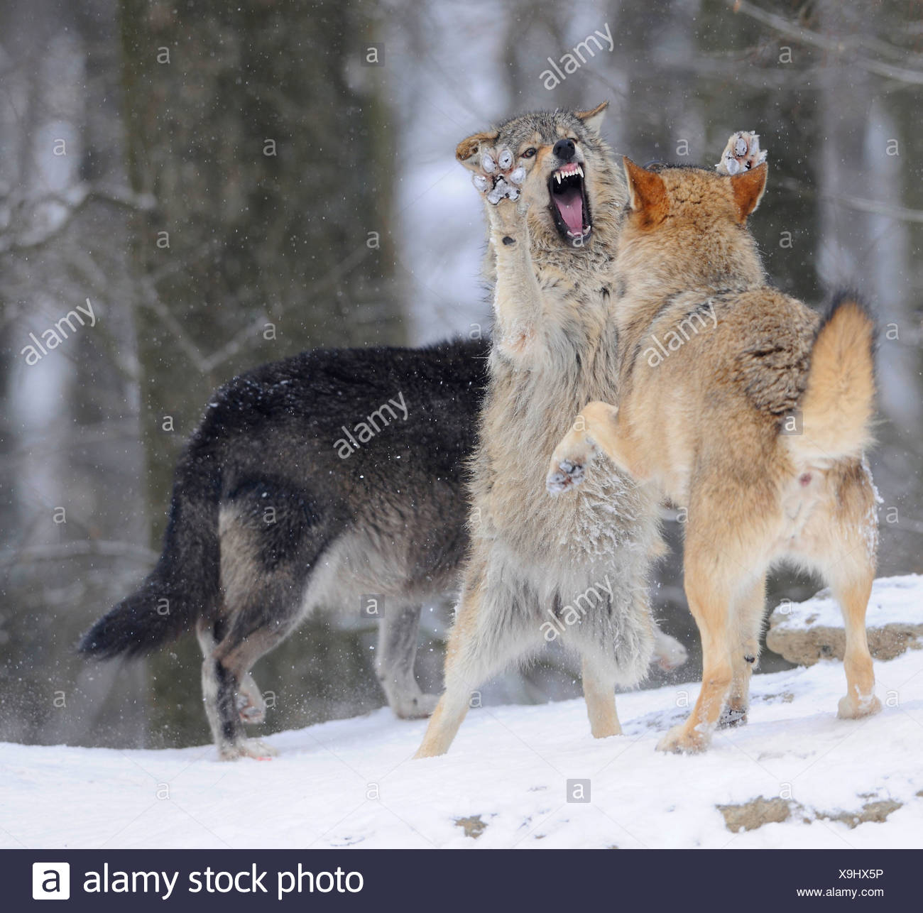 Gray Wolves Fight High Resolution Stock Photography and Images - Alamy