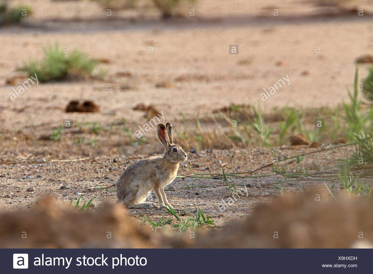 Tolai Hare High Resolution Stock Photography and Images - Alamy