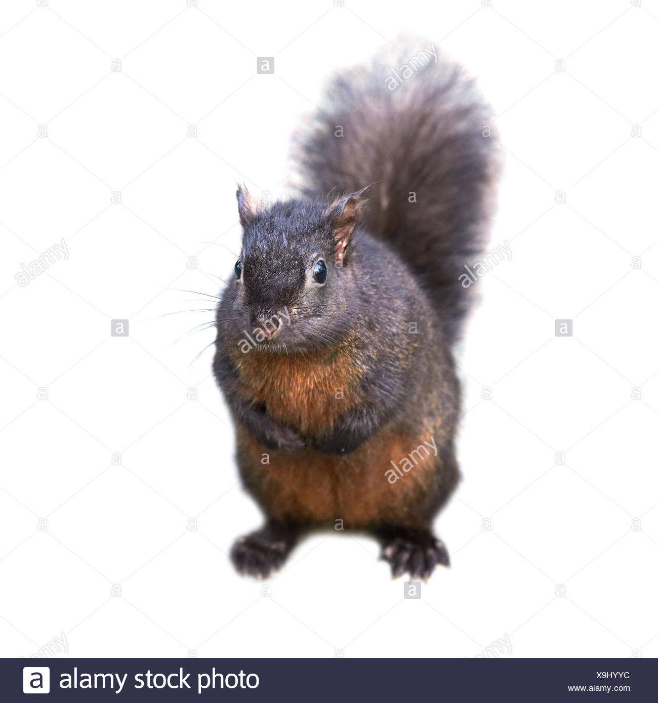 Black Red Squirrel Stock Photos & Black Red Squirrel Stock Images - Alamy