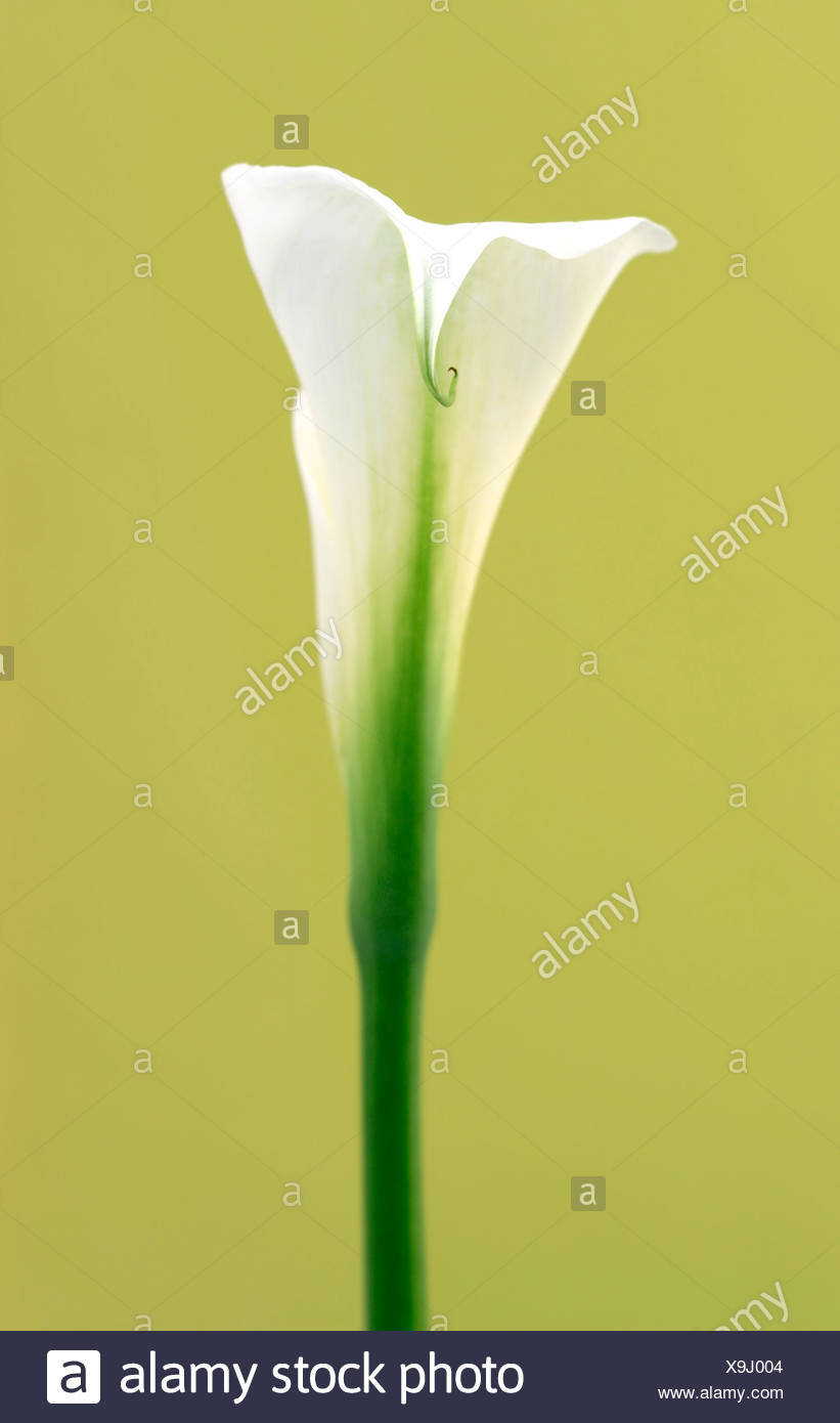 Zantedeschia Species High Resolution Stock Photography and Images - Alamy