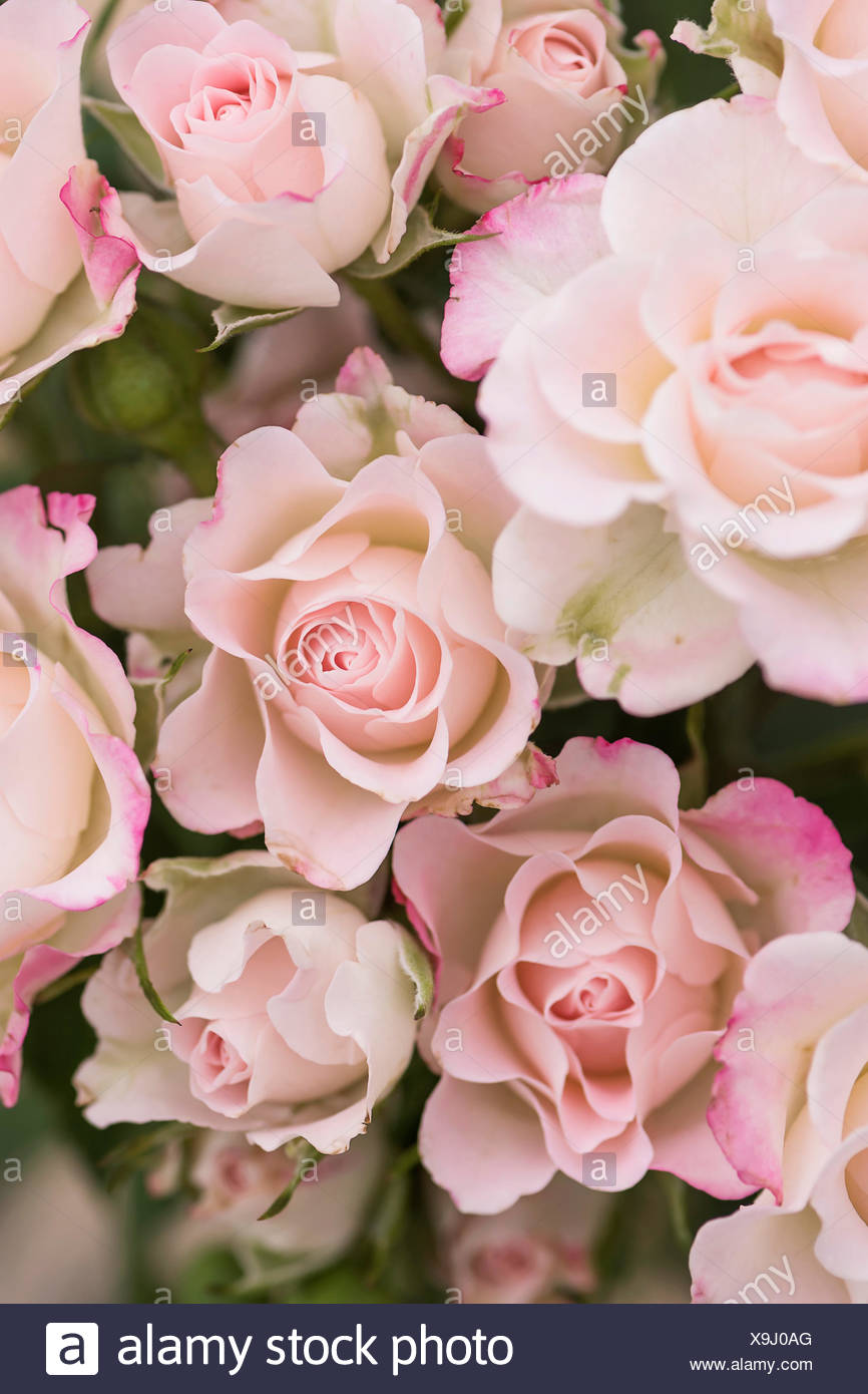 Pink Edged Rose High Resolution Stock Photography and Images - Alamy