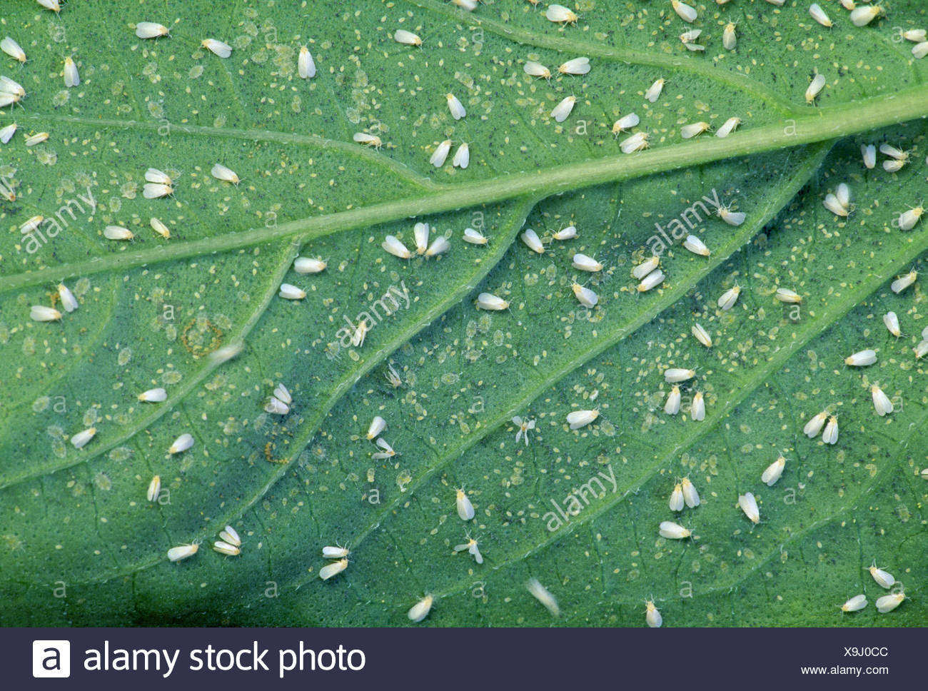 Aleyrodidae High Resolution Stock Photography and Images - Alamy