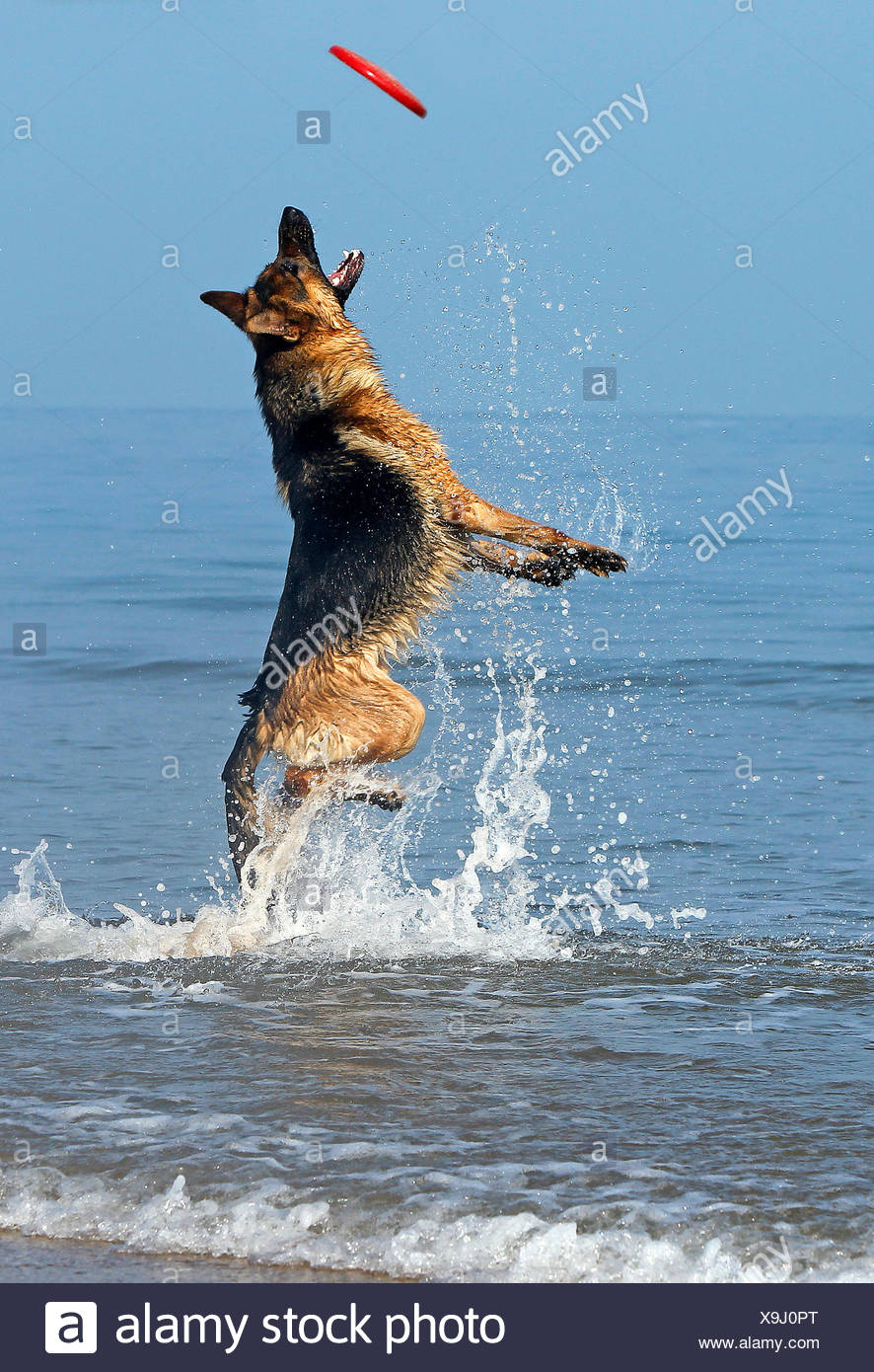 Male Catching Frisbee High Resolution Stock Photography and Images - Alamy