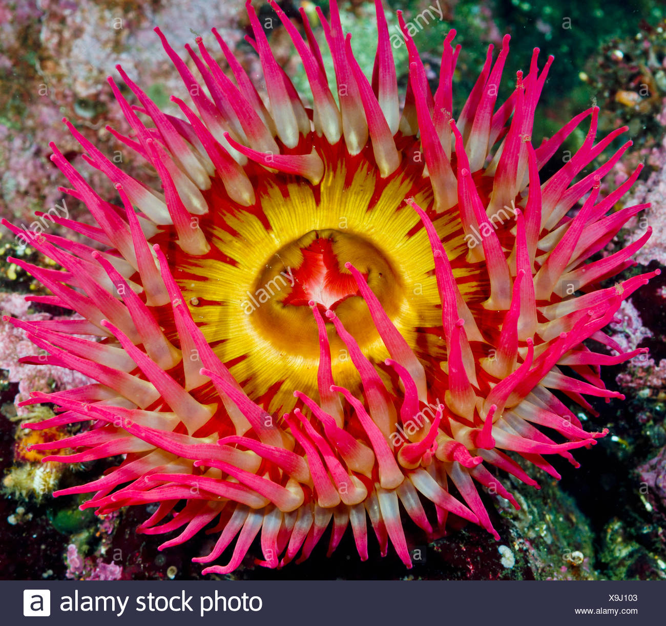 Christmas Anemone Stock Photos & Christmas Anemone Stock Images - Alamy