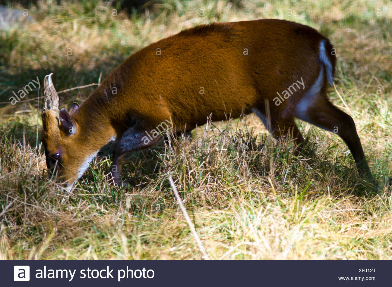 Indian Muntjac Stock Photos & Indian Muntjac Stock Images - Alamy