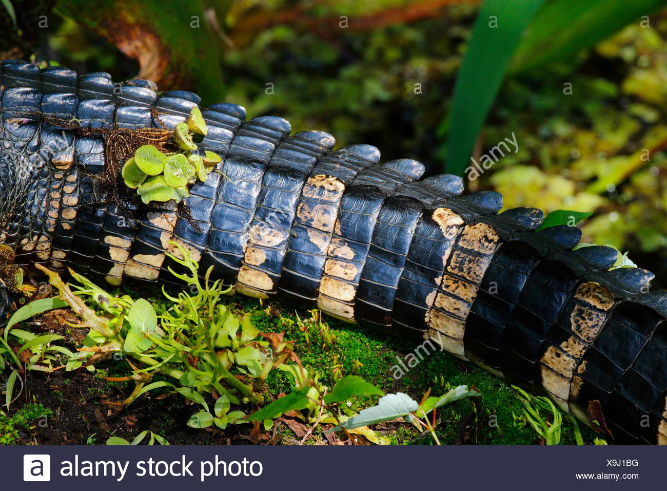 Alligator Tail High Resolution Stock Photography and Images - Alamy
