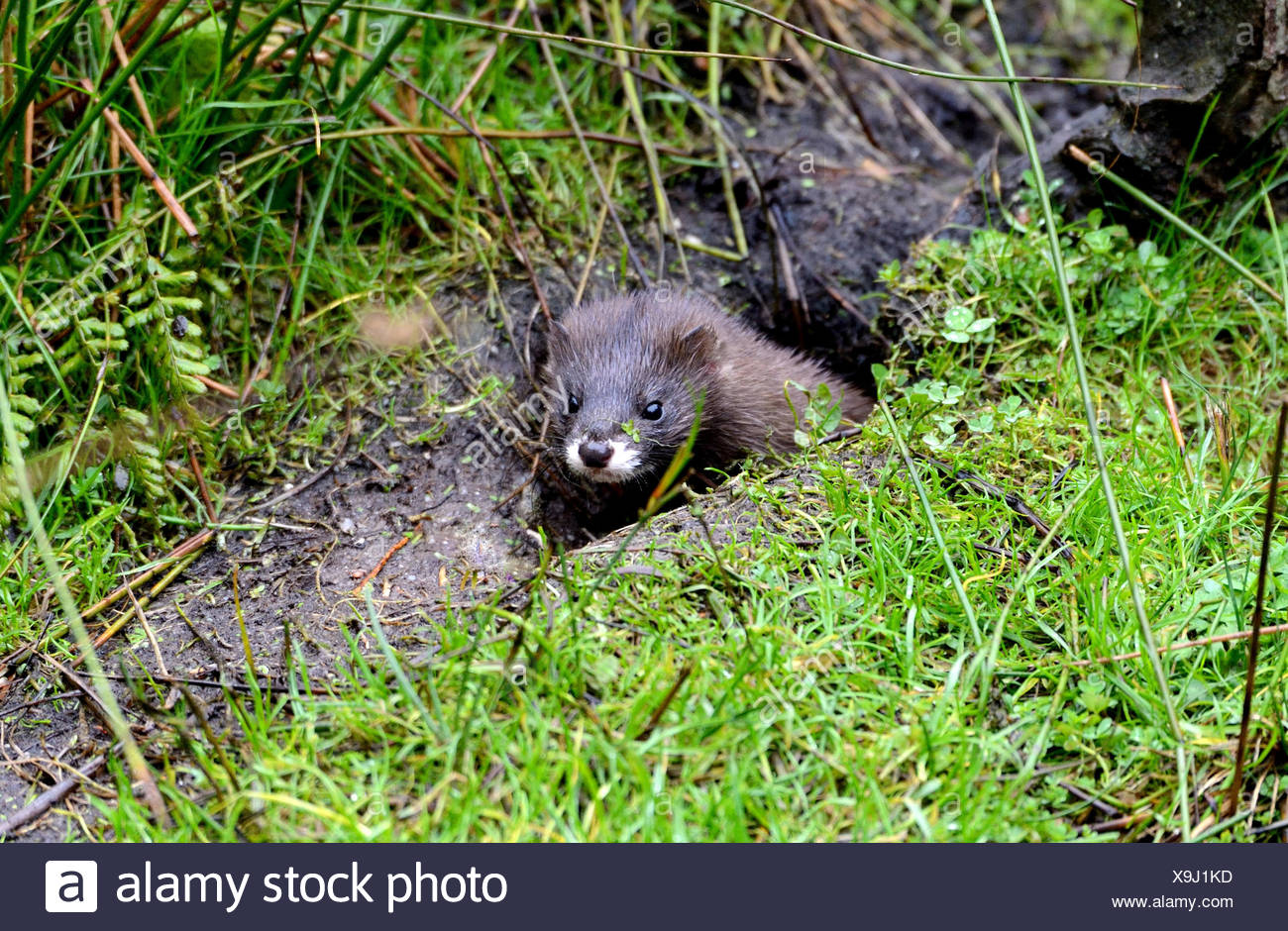 European Mink Stock Photos & European Mink Stock Images - Alamy