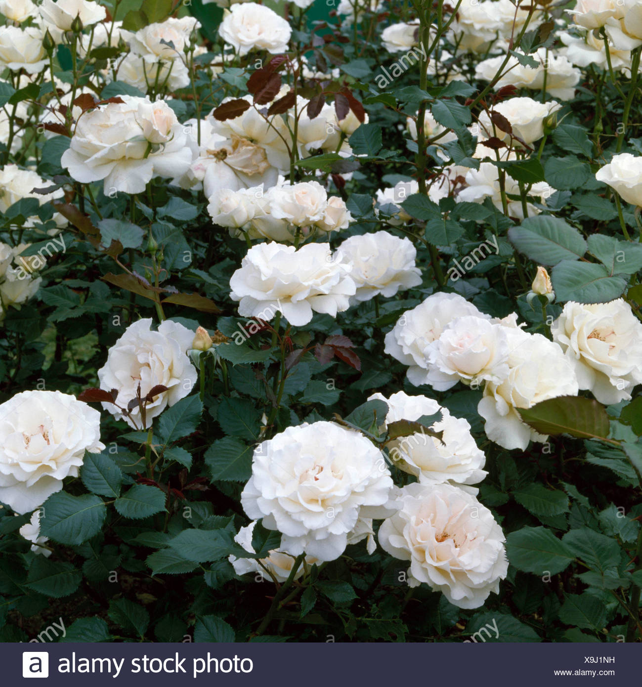 Floribunda Margaret Merril High Resolution Stock Photography and Images ...