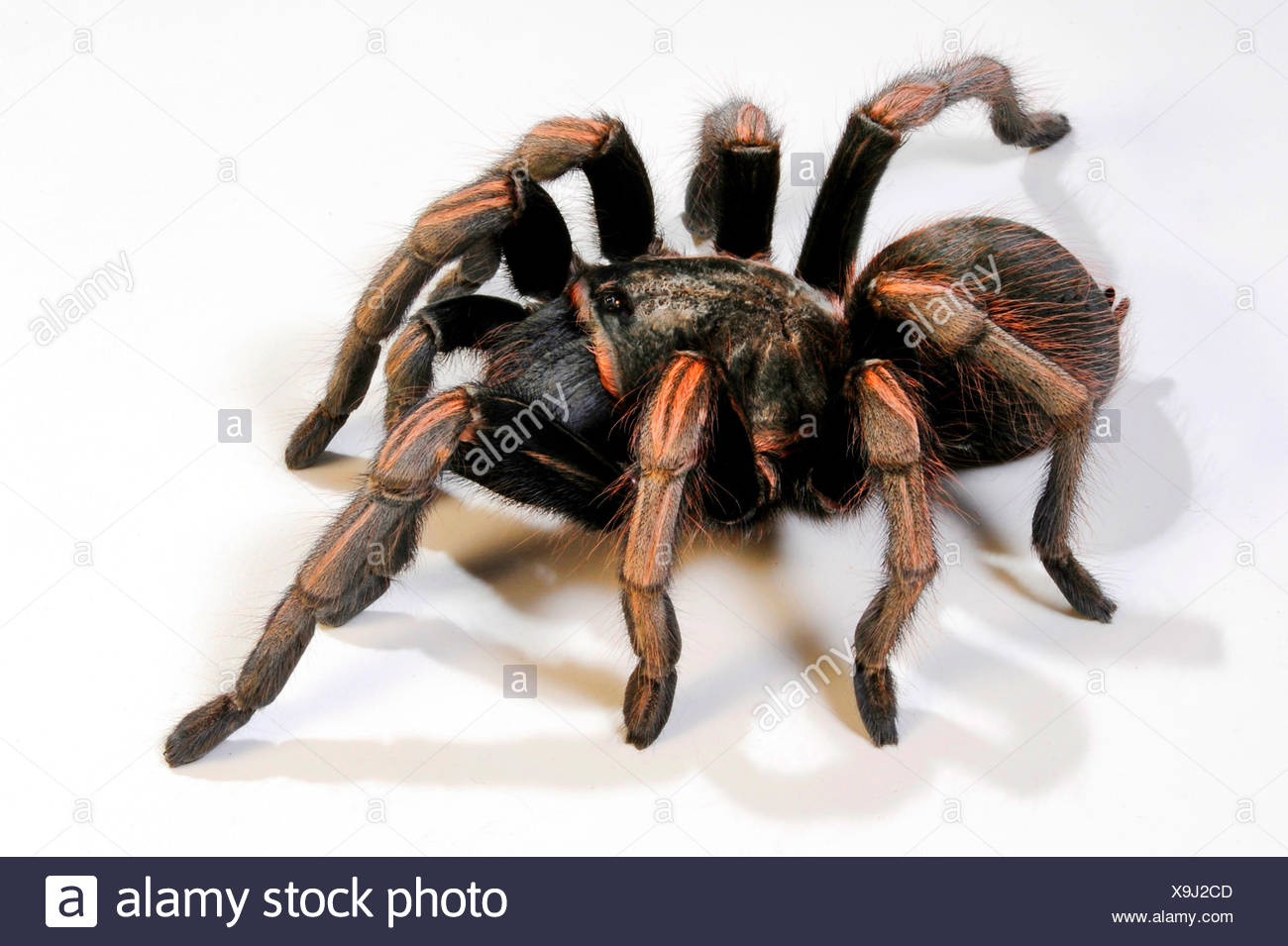 Are Tarantulas Poisonous High Resolution Stock Photography and Images ...
