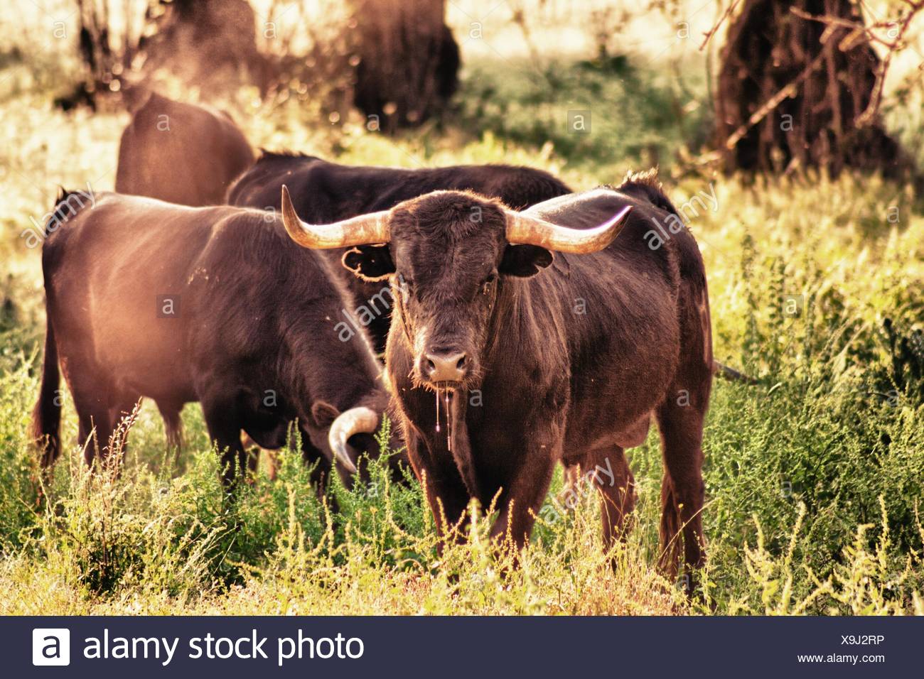 Spanish Fighting Cattle High Resolution Stock Photography and Images ...