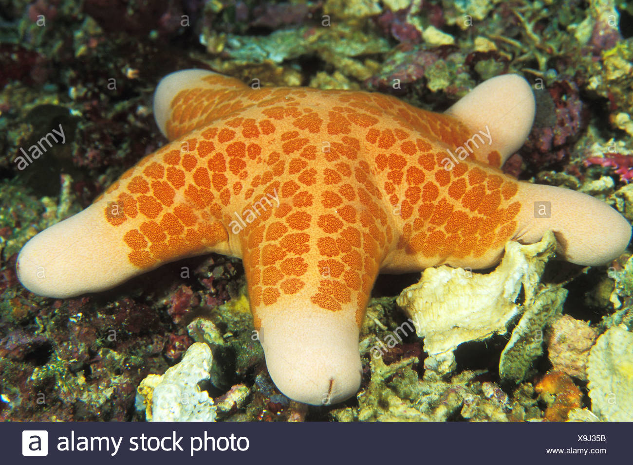 Granulated Sea Star High Resolution Stock Photography and Images - Alamy