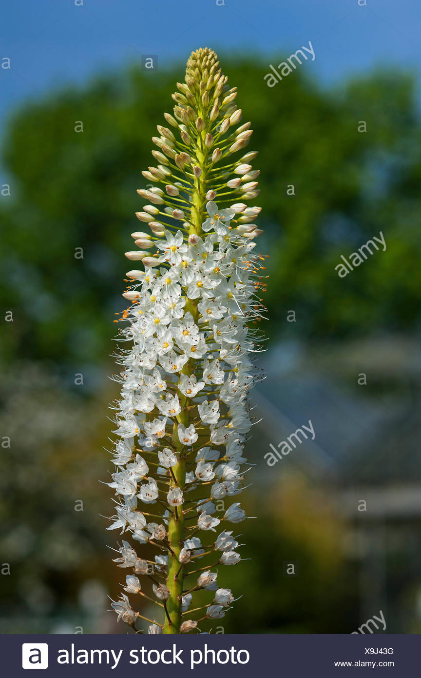 Himalaicus High Resolution Stock Photography and Images - Alamy