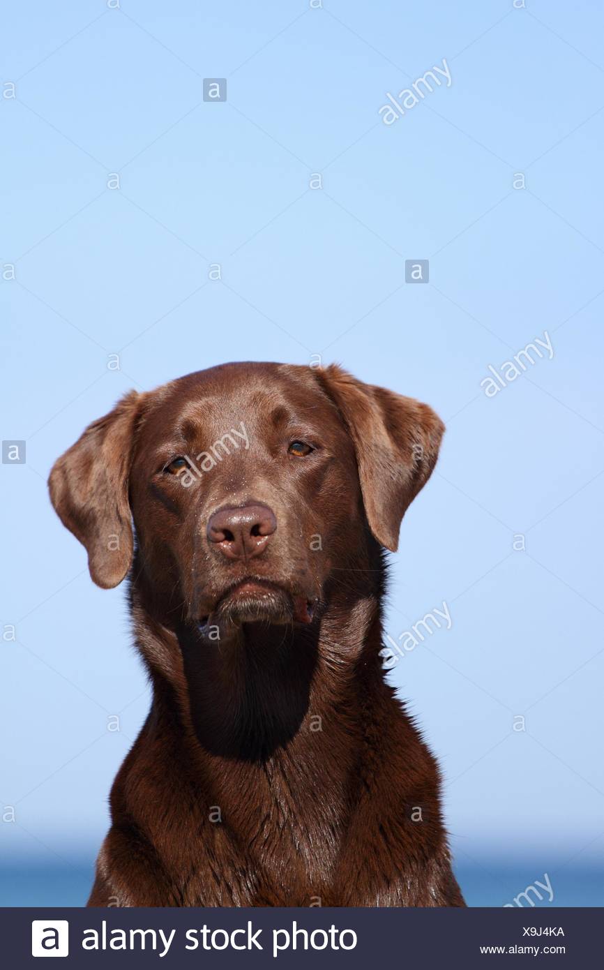 Adult Chocolate Labrador Retriever High Resolution Stock Photography ...