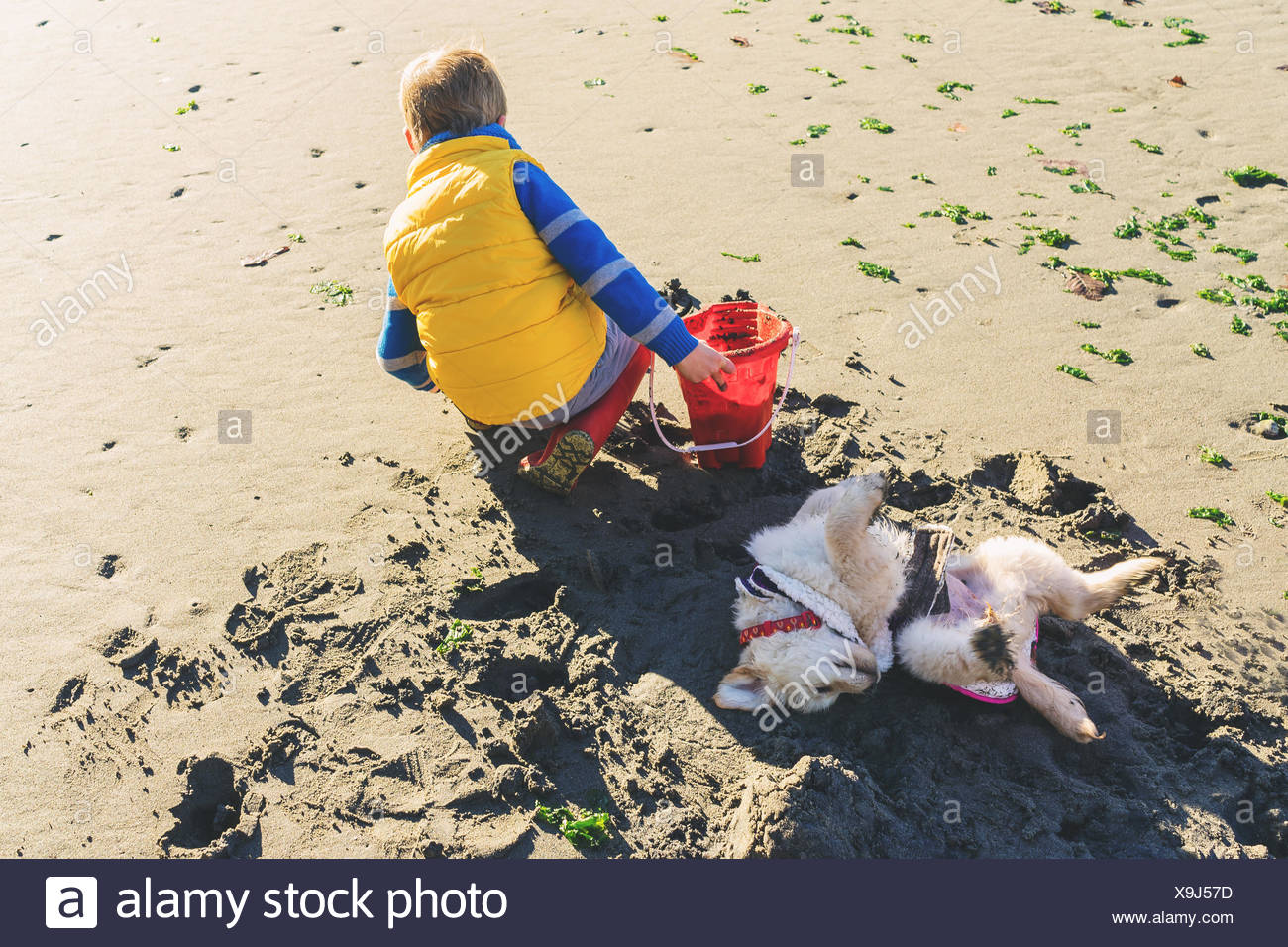 Golden Retriever Digging High Resolution Stock Photography and Images ...