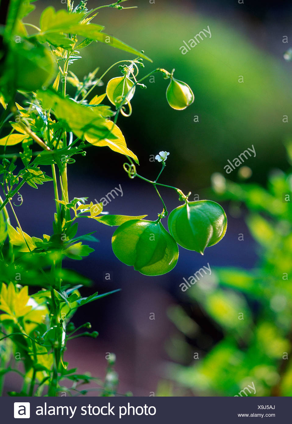 Cardiospermum Halicacabum High Resolution Stock Photography and Images ...