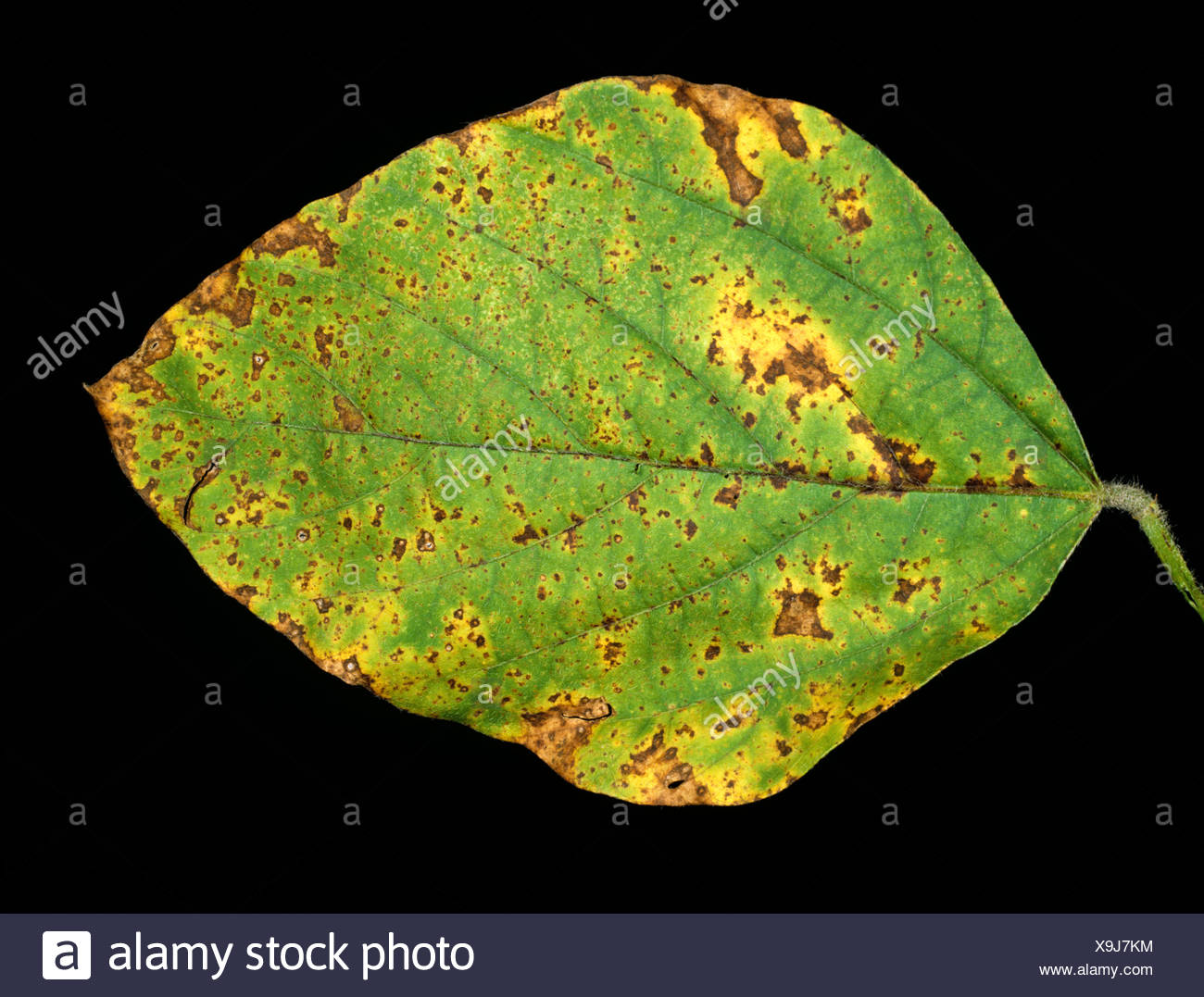 Bacterial Blight Lesions High Resolution Stock Photography and Images ...