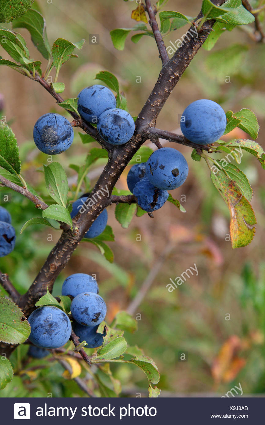 Sloe Tree High Resolution Stock Photography and Images - Alamy