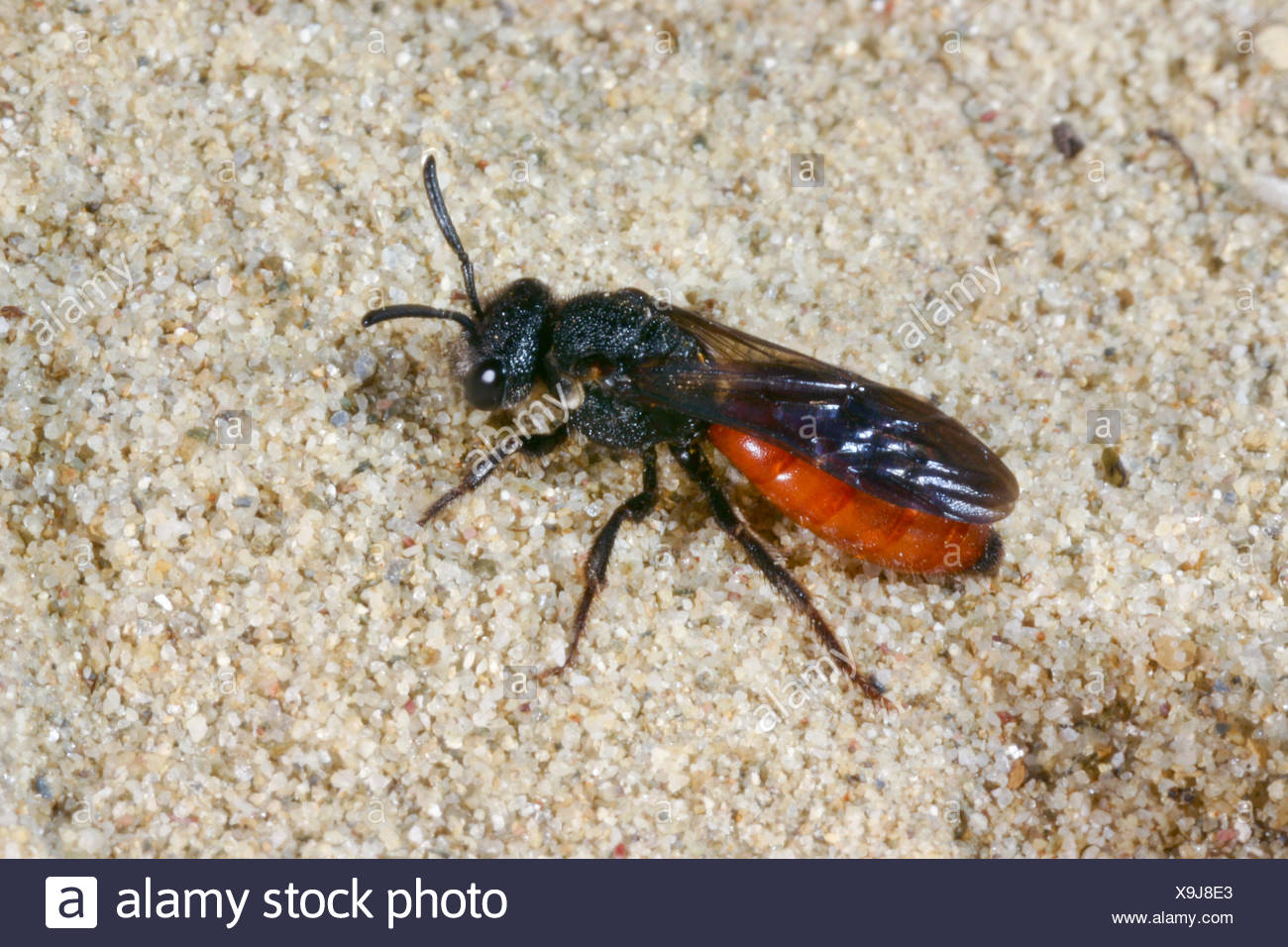 European Sand Bee Species High Resolution Stock Photography and Images ...