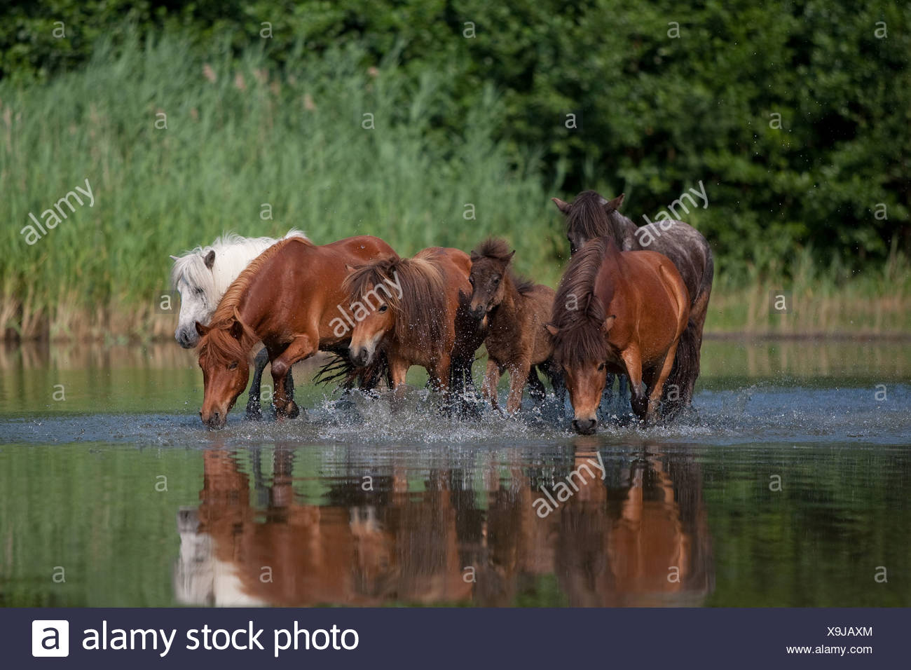 Shetland Pony Horse Herd High Resolution Stock Photography and Images ...