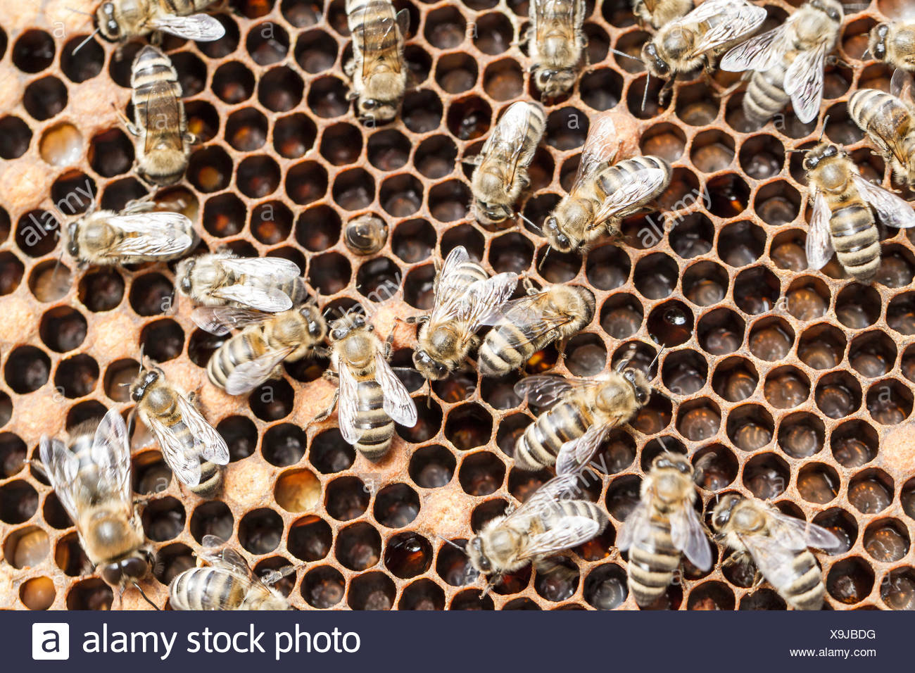 Larvae Bee Stock Photos & Larvae Bee Stock Images - Alamy