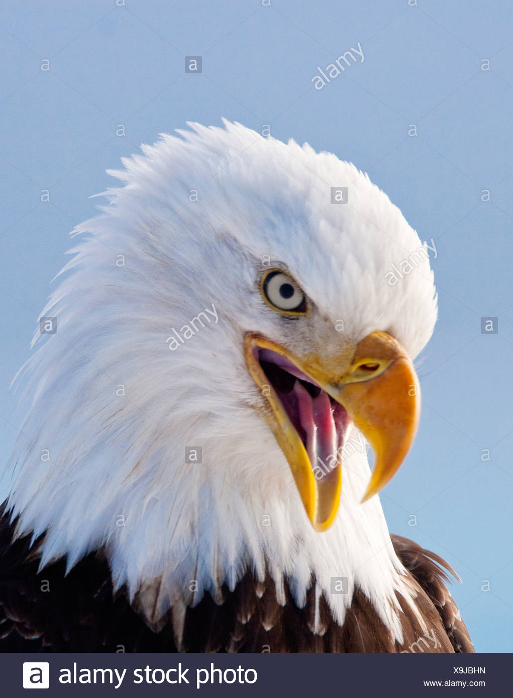 Happy Eagle High Resolution Stock Photography and Images - Alamy