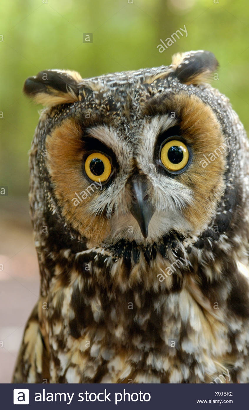 Yellow Eyed Owl High Resolution Stock Photography and Images - Alamy
