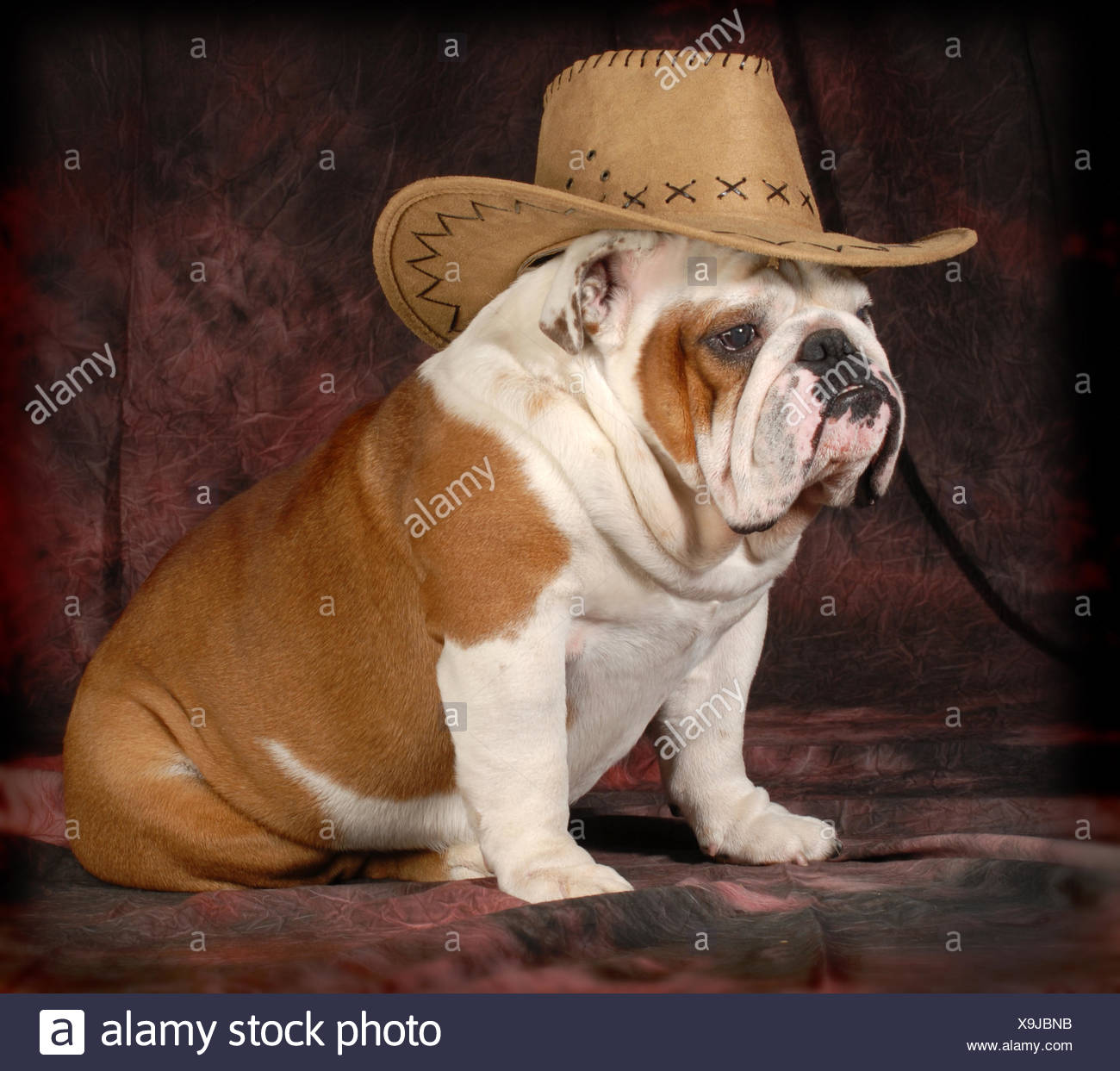 Old Country Bulldog Stock Photos & Old Country Bulldog Stock Images - Alamy