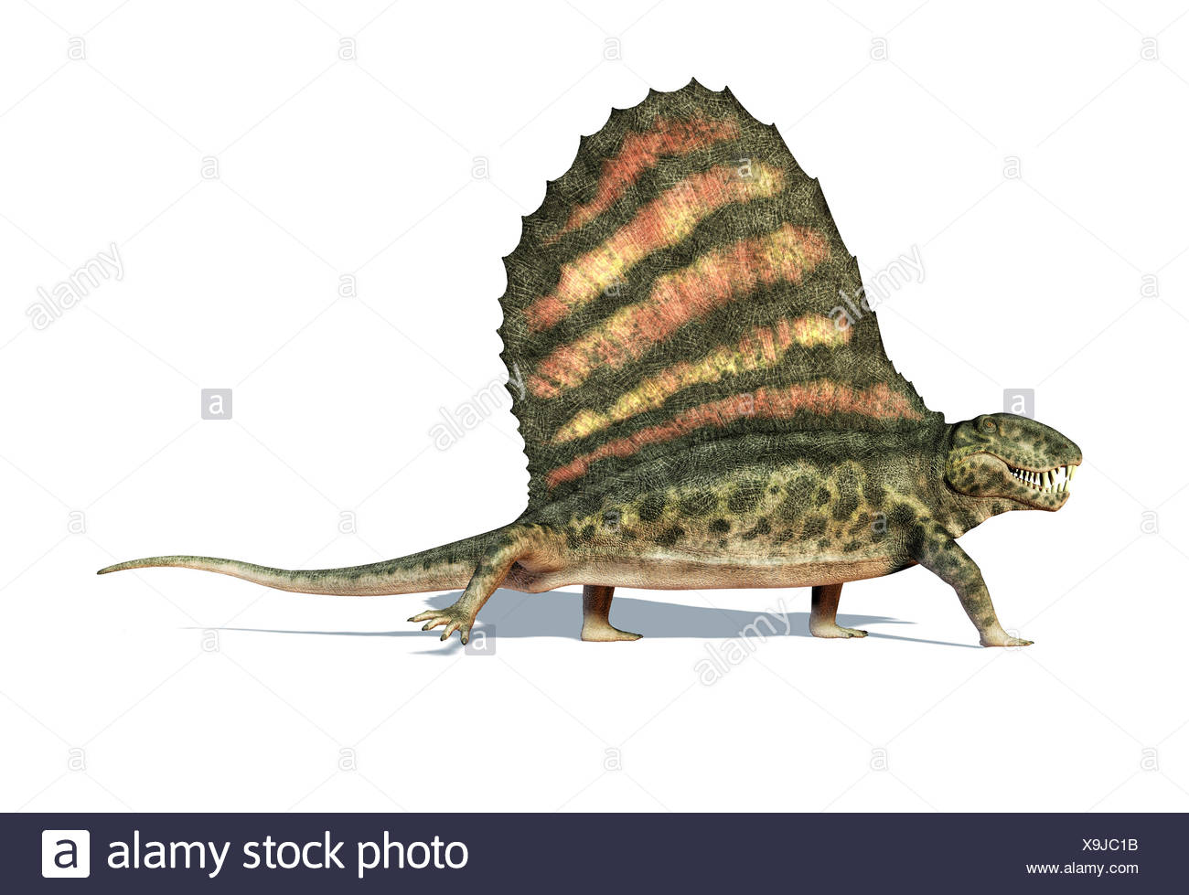 Permian Period High Resolution Stock Photography and Images - Alamy