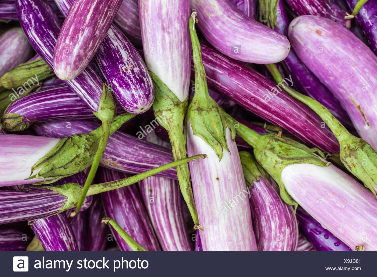 Bitter Eggplant High Resolution Stock Photography and Images - Alamy