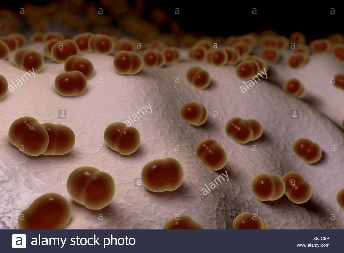 Enterococci High Resolution Stock Photography and Images - Alamy