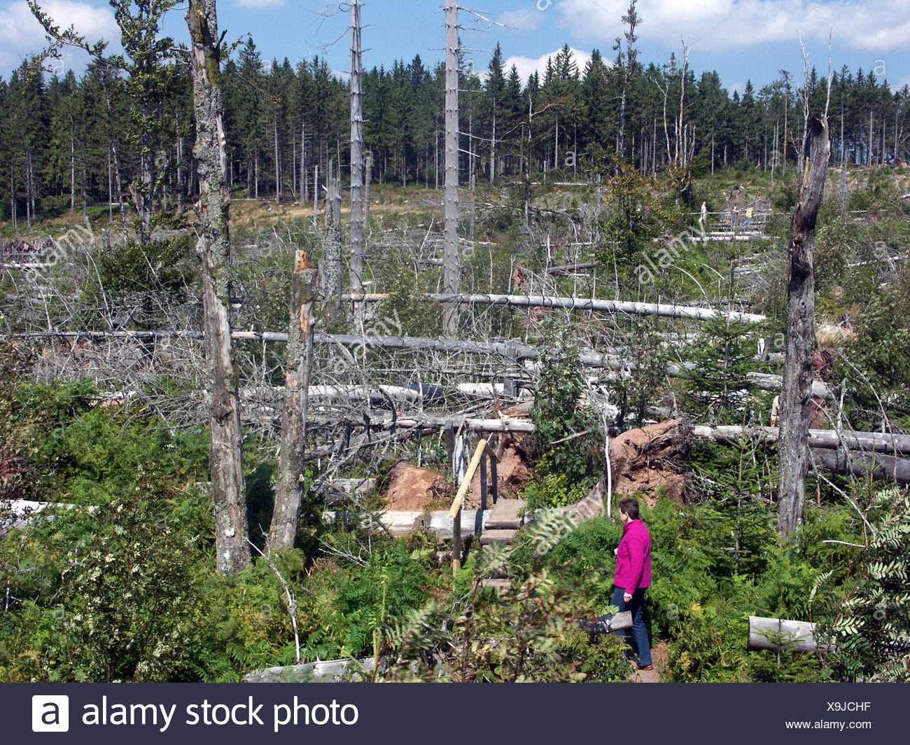 Germany Black Forest Acid Rain High Resolution Stock Photography and ...