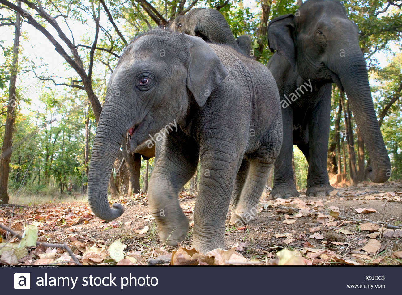 Baby Elephant With Parent High Resolution Stock Photography and Images ...