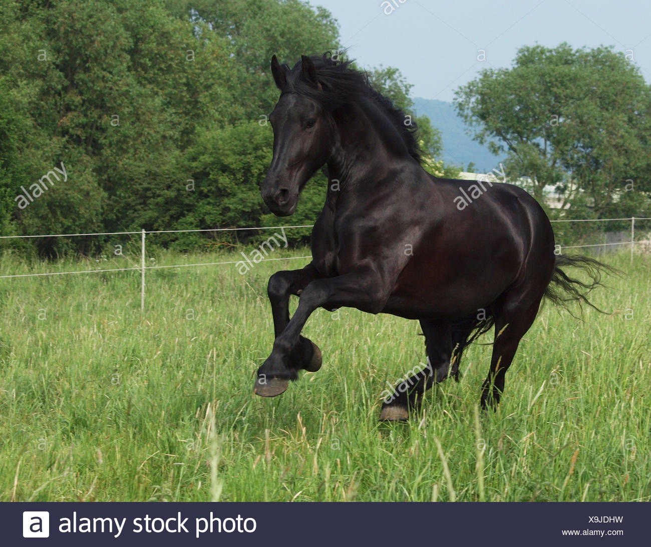 Rappe Black Horse High Resolution Stock Photography and Images - Alamy