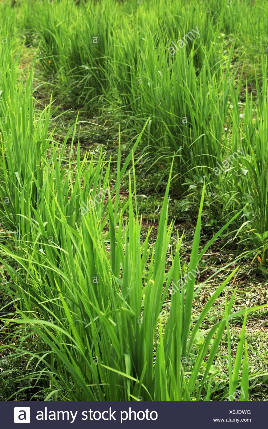 Upland Rice High Resolution Stock Photography and Images - Alamy