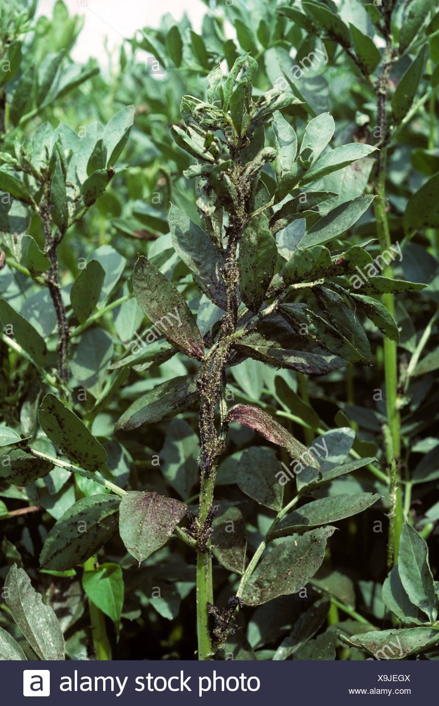 Black Bean Aphid Aphis Fabae High Resolution Stock Photography and ...