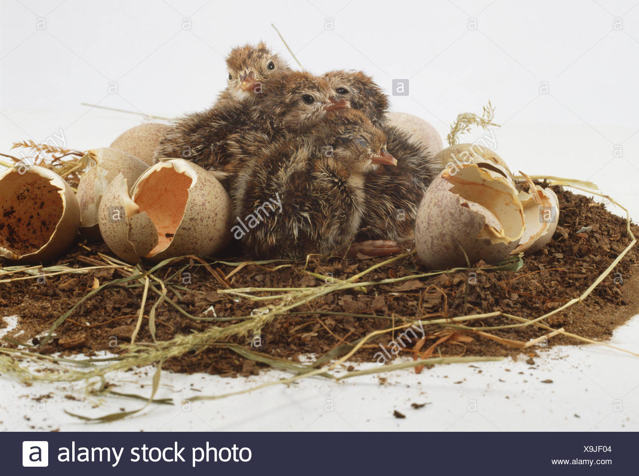 Red Legged Partridge Eggs Stock Photos & Red Legged Partridge Eggs ...
