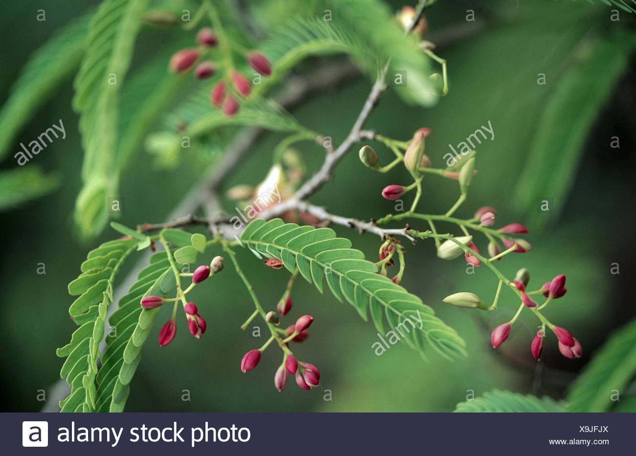Tamarind Tree Tamarindus Indica High Resolution Stock Photography and ...