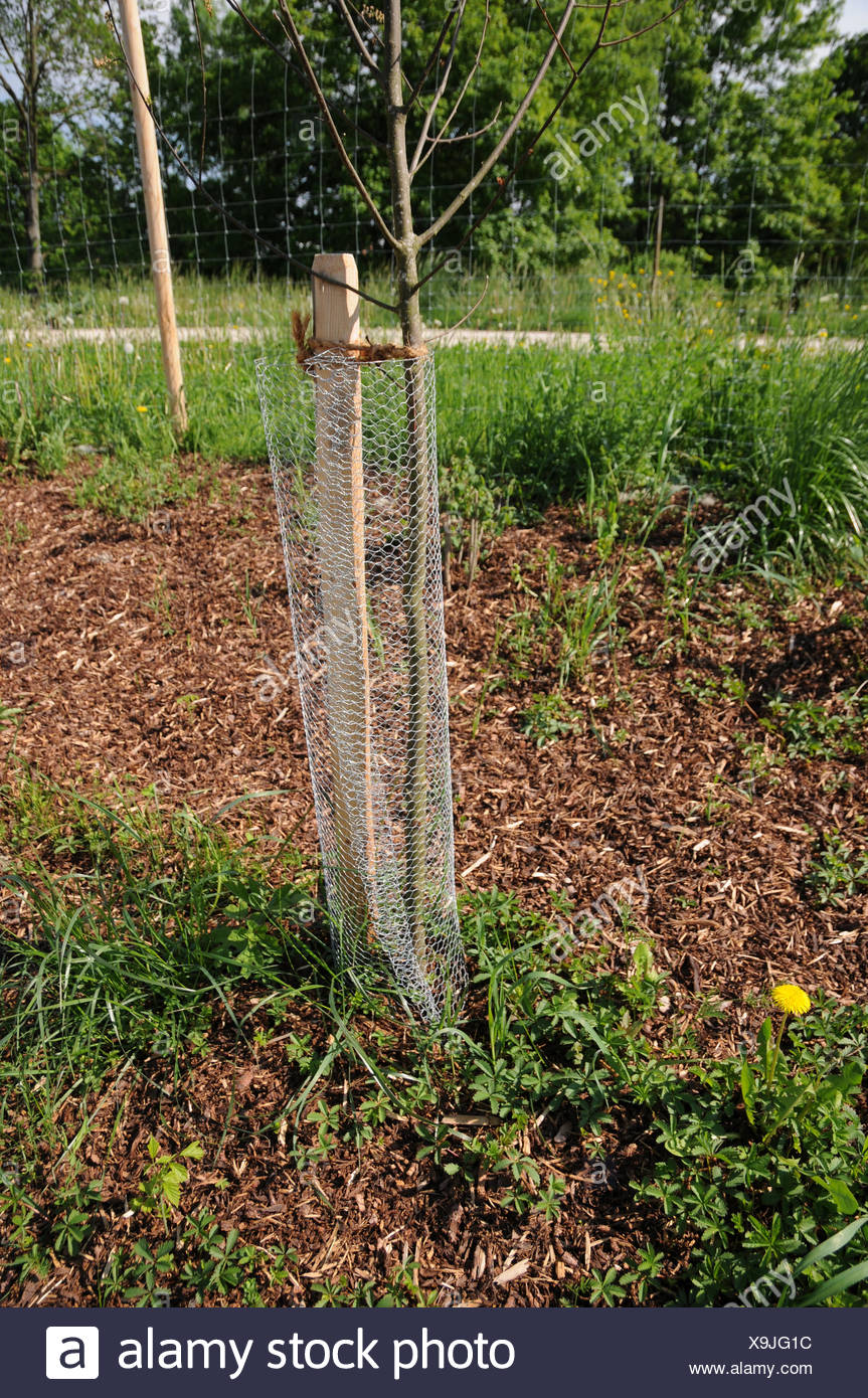 Tree Staking Stock Photos & Tree Staking Stock Images - Alamy