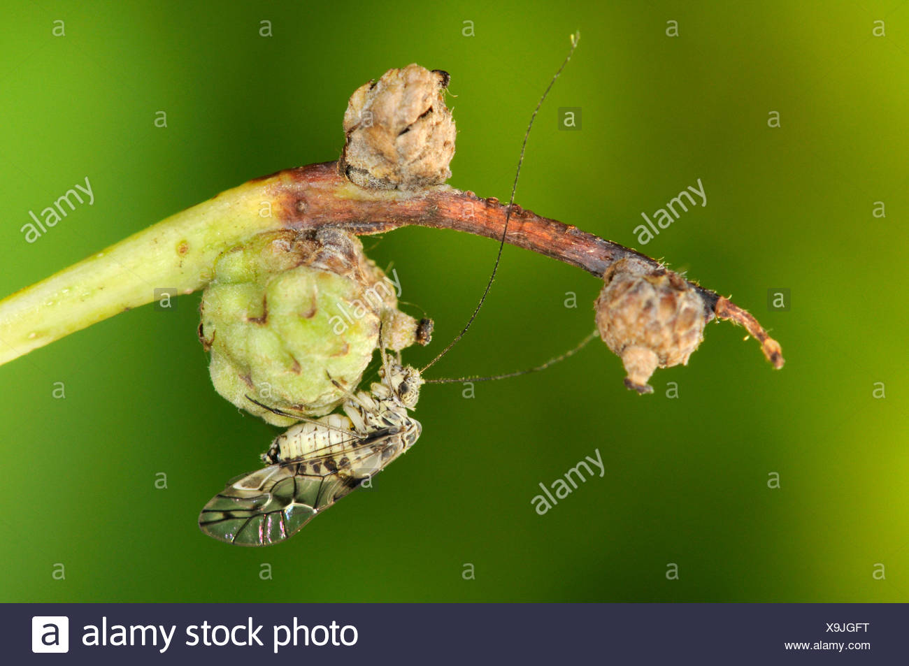 Psocid High Resolution Stock Photography and Images - Alamy