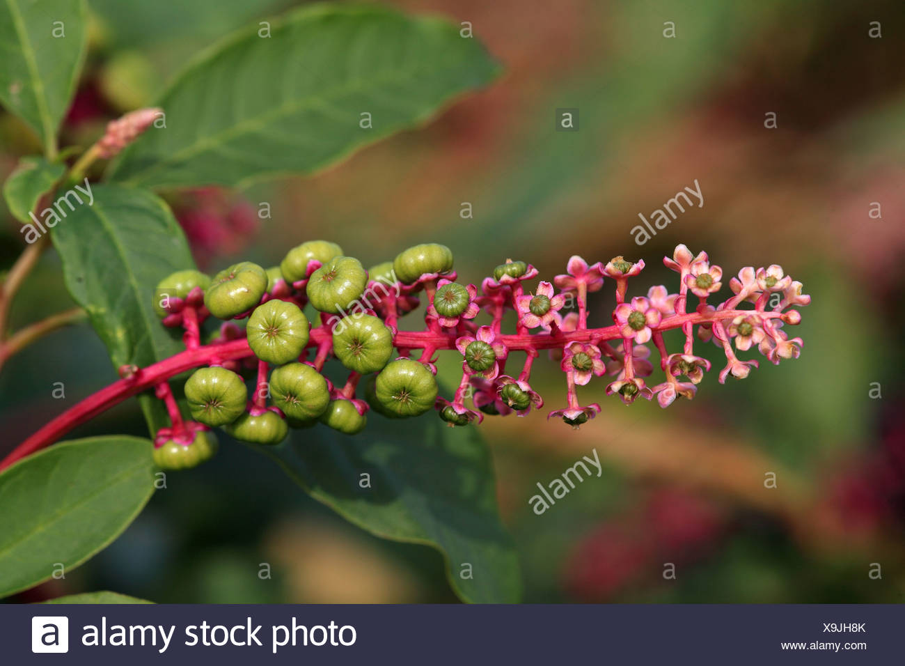 Phytolacca Decandra Stock Photos & Phytolacca Decandra Stock Images - Alamy